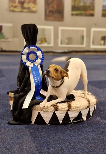 Rasklubben för Dansk svensk gårdshund